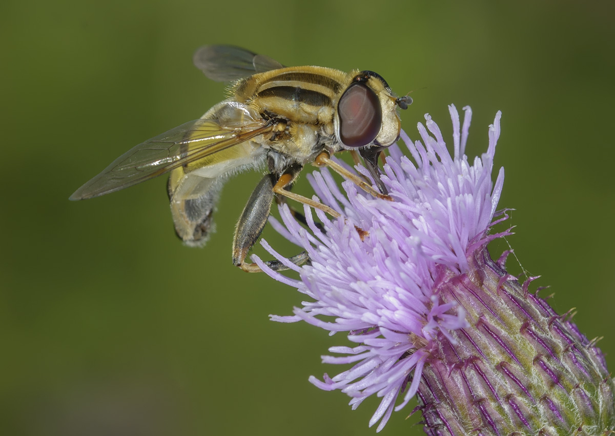 Helophilus trivittatus | HRS